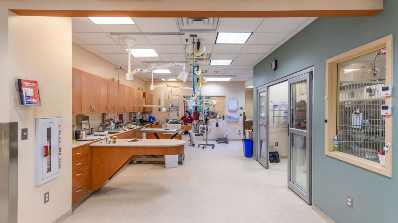 Pet Hospitalization In Brookfield, CT 06804 | Brookfield Animal Hospital