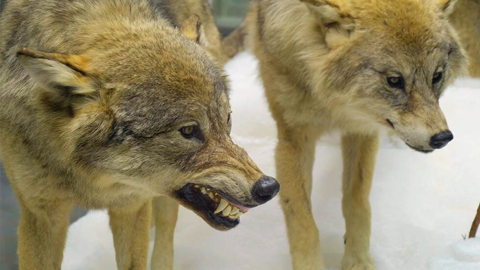 Top Reasons Dogs Were Domesticated | Brookfield Animal Hospital