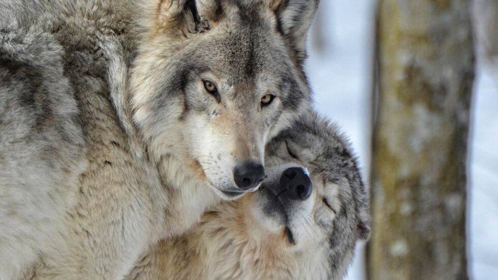 Top Reasons Dogs Were Domesticated | Brookfield Animal Hospital